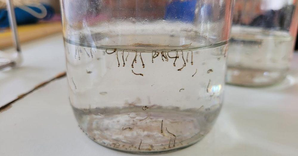 Piauí registra mais de 8 mil casos de dengue em 2026 com alerta no interior