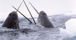 Conheça o Narval: a baleia com chifres do polo Norte - Brasil